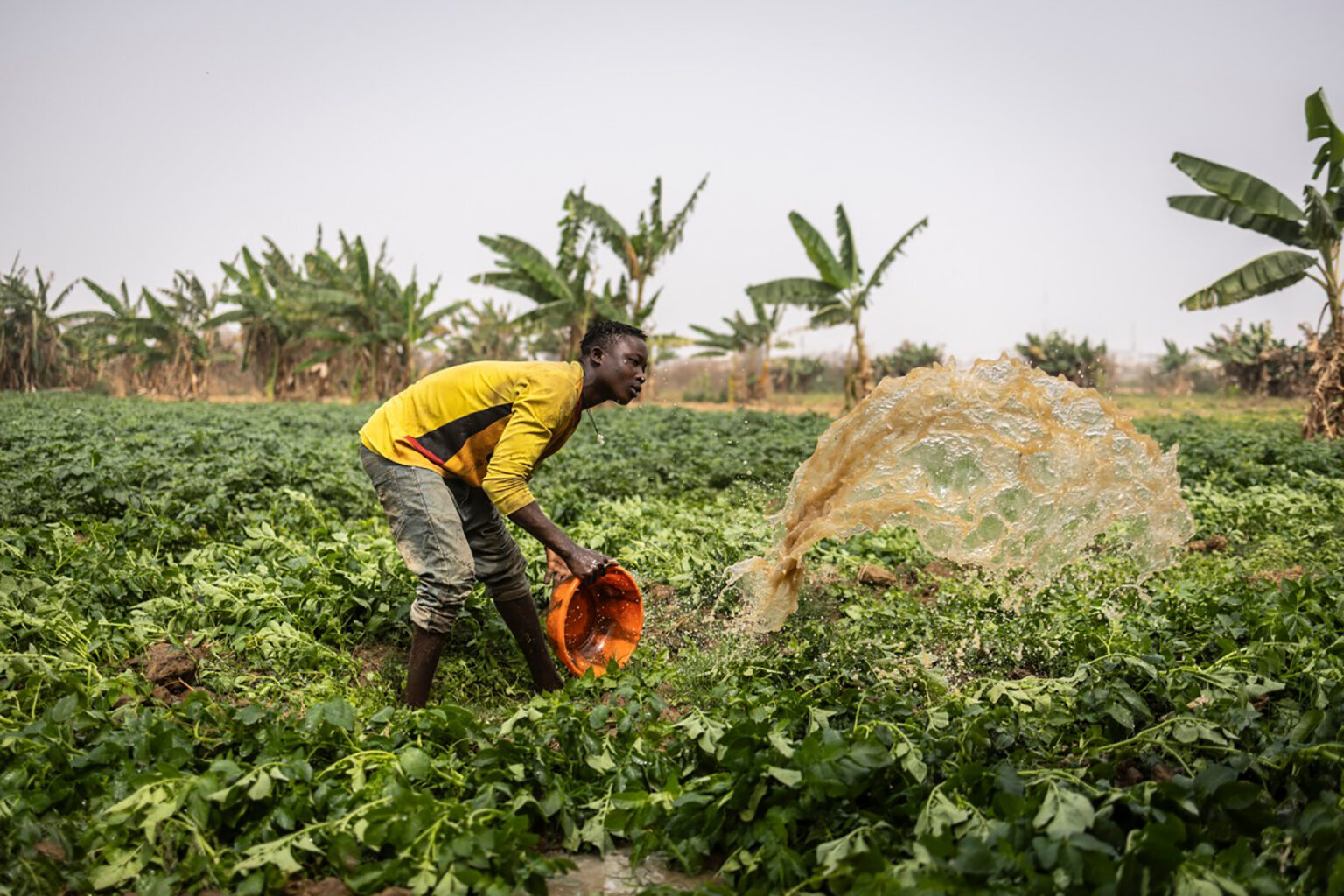 Nigeria’s Agriculture Funding Gap Threatens Food Security Goals ...